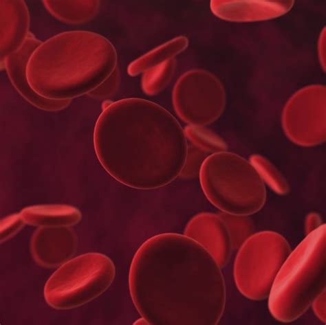 Coagulation Screen Awanui Veterinary