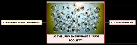 Lo Sviluppo Embrionale E I Suoi Foglietti Algor Cards