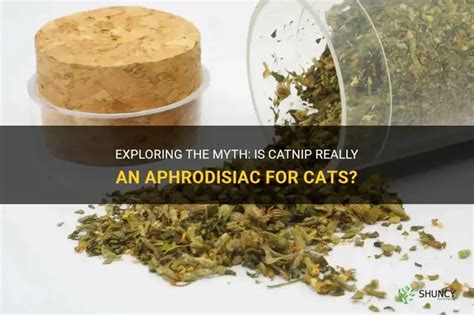 Exploring The Myth Is Catnip Really An Aphrodisiac For Cats ShunCy