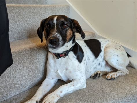 Jack Russell German Shorthaired Pointer Mix Gsp Owners
