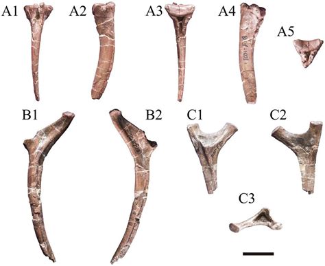A Partial Chevron A1 A5 And Two Ribs B1 B2 Are Dorsal Ribs C1 C3 Download Scientific