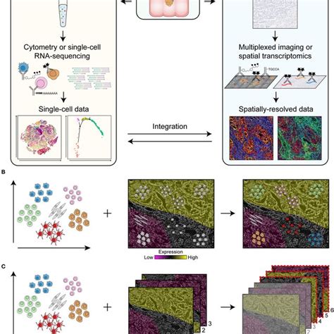 Overview Of The Pipeline For The Integration Of Single Cell Data Of Download Scientific Diagram