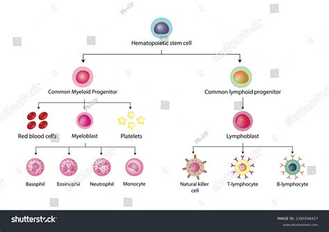 Hematopoiesis Stem Cell Common Myeloid Lymphoid Stock Vector Royalty Free 2395546427