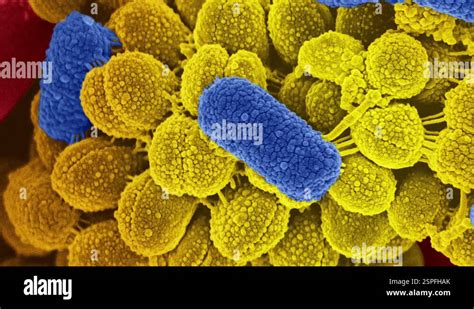 Scanning Electron Micrograph One Stock Videos And Footage Hd And 4k Video Clips Alamy