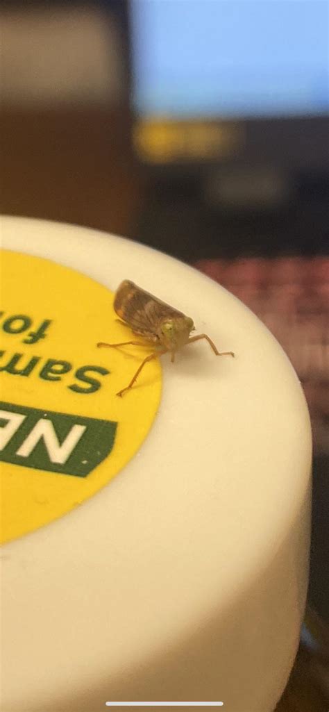 What This R Whatsthisbug