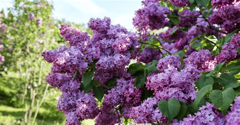 Will Lilacs Grow In South Carolina Vitex Species Chaste Tree Chasteberry Lilac Chaste Tree