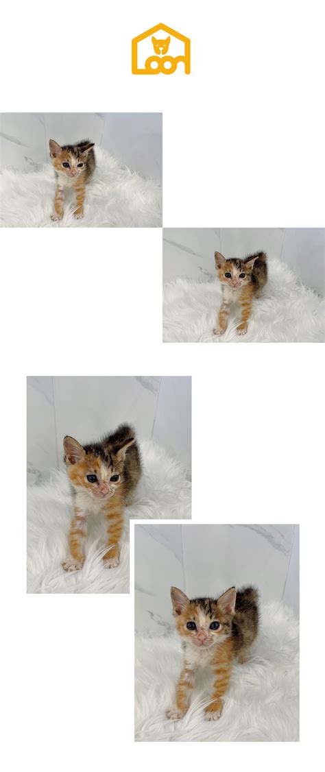 코리안숏헤어 화미 책임분양 코리안숏헤어 비숑프리제분양 치와와분양 고양이보호소 광주유기견보호센터 광주광역시유기견보호센터 유기견보호센터봉사 리트리버분양 강아지무료분양 유기견