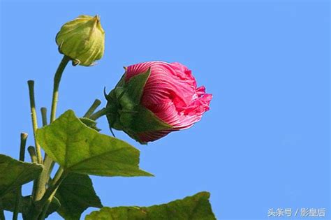 春風桃李花開夜芙蓉如面柳如眉 每日頭條