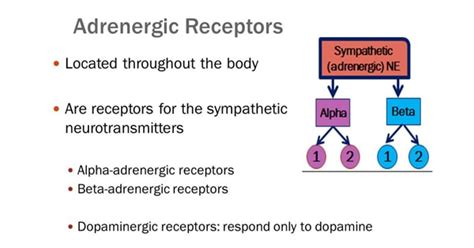 Alpha Adrenergic Receptors Copy New