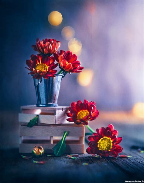 25 عکس از زیبایی های گل و منظره های خیره کننده