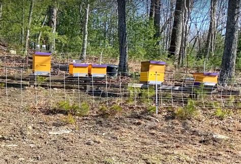 Bee Behavior Basic A Beginners Guide Bees And Beekeeping