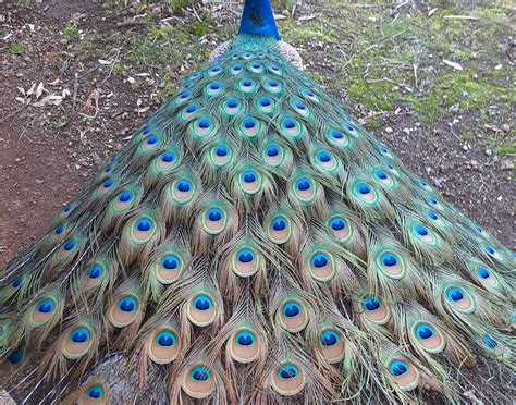 Birdlifesaving 78 Our Peacocks Tail