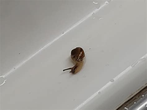 무슨 달팽이 인가요 지식in