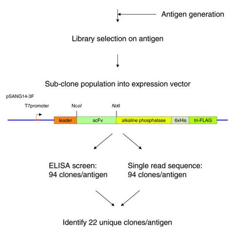 Frequency Of Vh And V Kappav Lambda Germline Gene Combinations Download Scientific Diagram