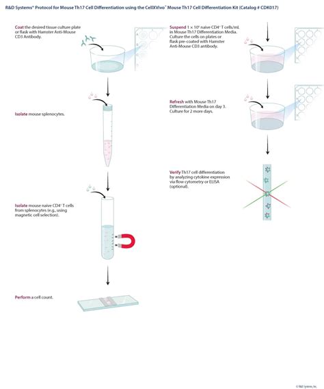 Cellxvivo Mouse Th17 Cell Differentiation Kit Cdk017 By Randd Systems Part Of Bio Techne