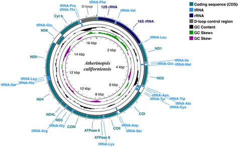 Circular Sketch Map Of The Complete Mitogenome Of The Jack Silverside Download Scientific