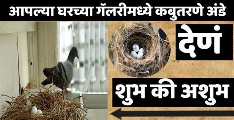 घरामध्ये कबुतराने अंडे दिले तर ते शुभ असते की अशुभ काय असतात संकेत