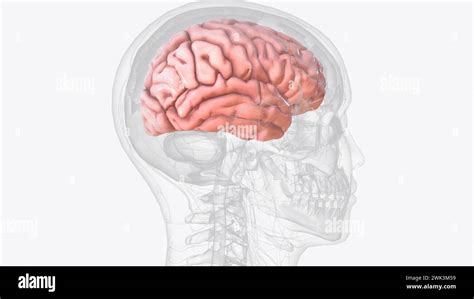 The Cerebral Cortex Also Known As The Cerebral Mantle Is The Outer