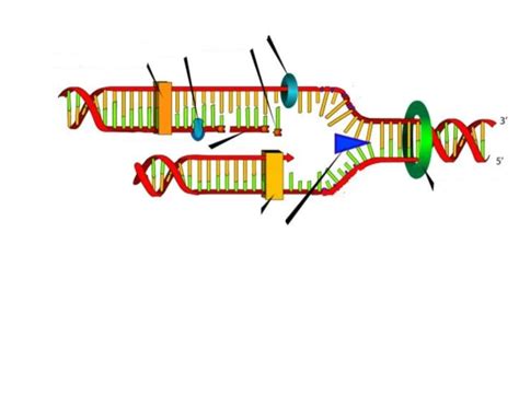 Dna Replication Game