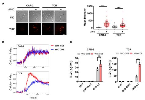 Interaction Of Tcr Like Car Cd8 Coreceptor A Cd8 Recruitment Using Download Scientific
