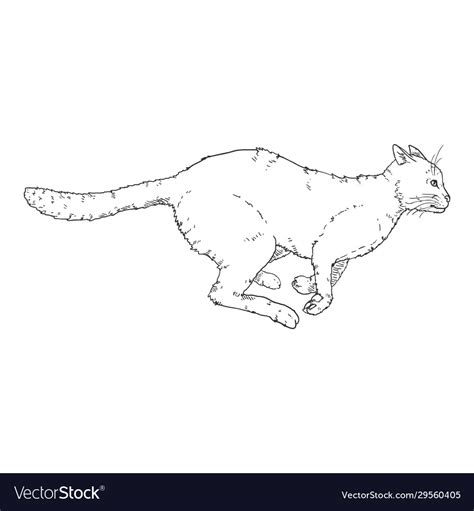 Get Cat Running Sketch Png Cat Lover Shop