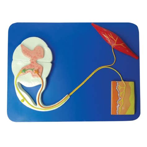 Reflex Arc Anatomy Model With Base And Instruction Manual Showcases 22