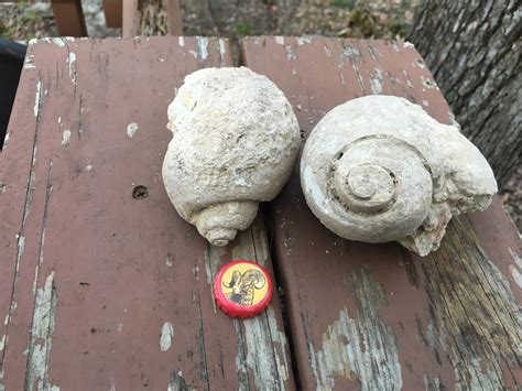 Snail Shell Fossils