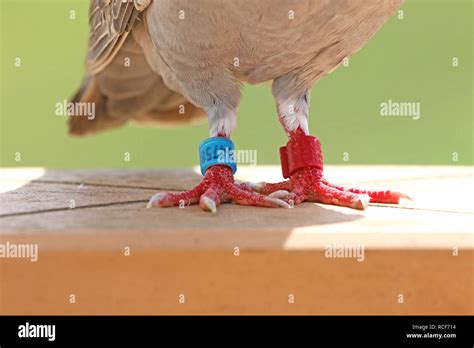 Ringed Or Tagged Feet Of A Homing Pigeon Racing Pigeon Or Domestic