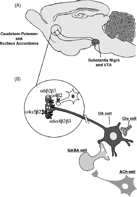 Nachr Subtypes In The Striatum A Scheme Of The Mesostriatal