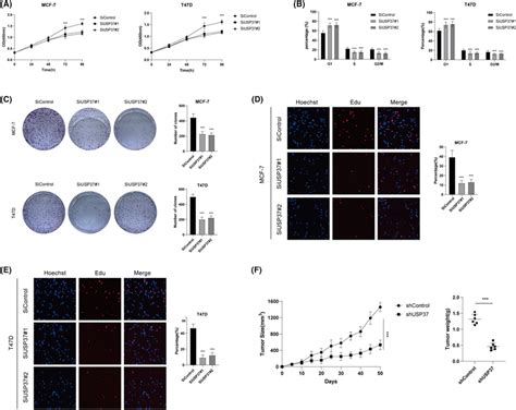 Usp37 Depletion Inhibits Erα‐positive Breast Cancer Cell Proliferation