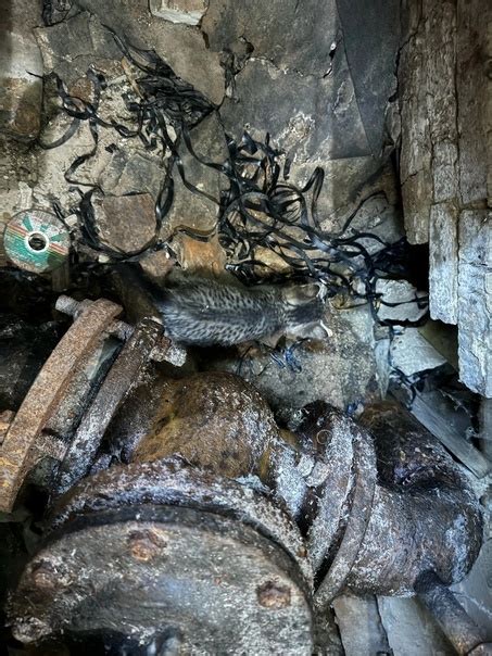 ️ПОМОГАЕМ ИНФОРМАЦИОННО ️ В спорт зале под полом 4 котенка 3 камышовых и 1 черный ВКонтакте