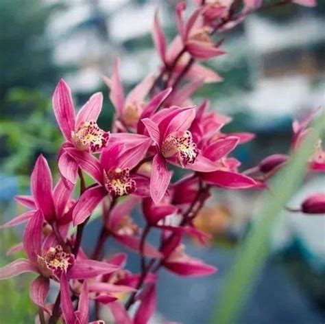 想要花儿旺，秋天捡点“天然肥”，扔盆里啥花都得疯长！植物叶子来交流