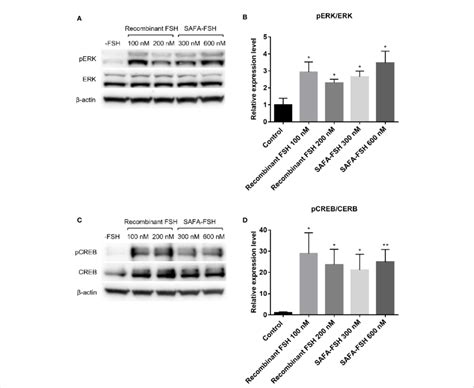 Protein Expression For Recombinant Follicle Stimulating Hormone Fsh Download Scientific