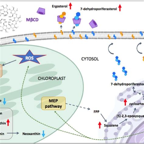 Conceptual Diagram Of The Effects Of Methyl Jasmonate Meja And