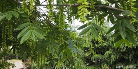 招蜂引蝶蜻蜓立 魚龜戲水艷陽天 每日頭條