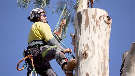 The Cost Of Lopping Cut Above Tree Care