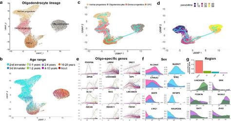 Elucidation Of Development Of Cortical Oligodendrocytes Ol A