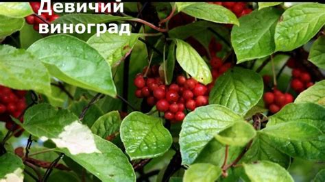 Вьющиеся цветы для Забора Беседки Быстрорастущие Многолетние и Однолетние