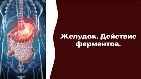 Желудок. Действие ферментов - презентация онлайн