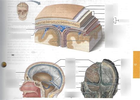 Brain Structures Diagram Quizlet