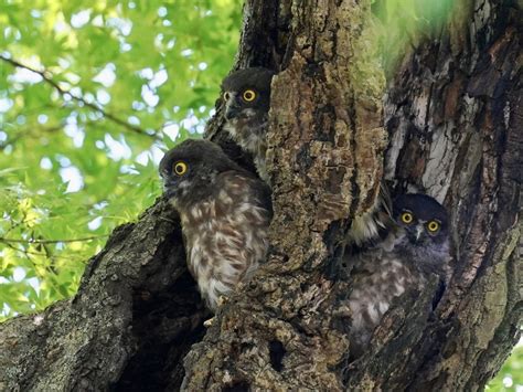 巣穴から顔を覗かせるアオバズクの雛達 GRI シエロの野鳥観察記録