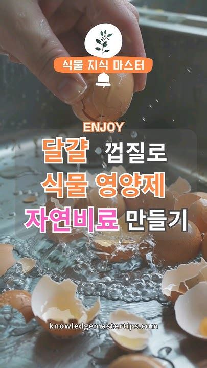 달걀 껍질로 식물 영양제 자연비료 만들기 Youtube