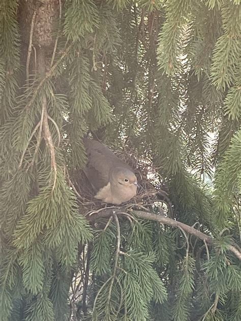 A Qt In Her Nest R Mourningderps