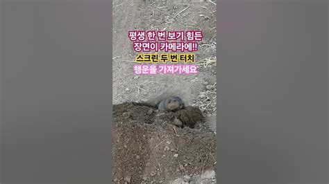 평생 한 번 보기 힘든 장면 Youtube