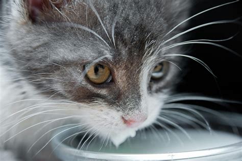 Bile Duct Cancer In Cats Symptoms Causes Diagnosis Treatment