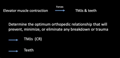 Criteria For The Optimum Functional Occlusion Flashcards Quizlet