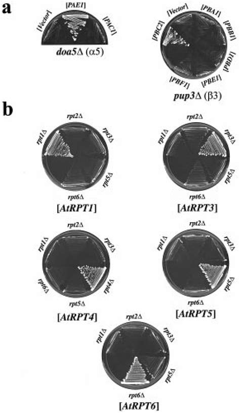 Functional Complementation Of Yeast 26s Proteasome Subunit Genes With Download Scientific