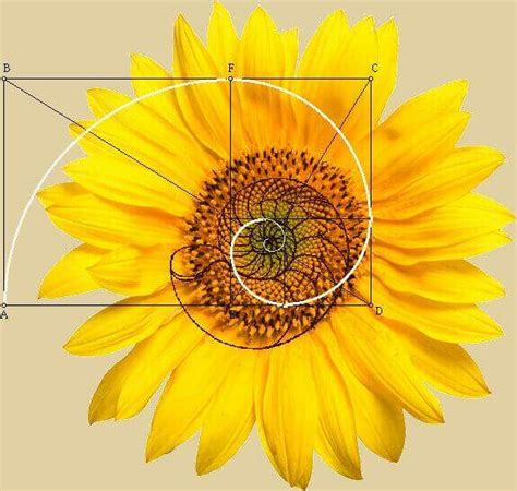 Sequencia De Fibonacci No Espaco Sequência Da Beleza E As