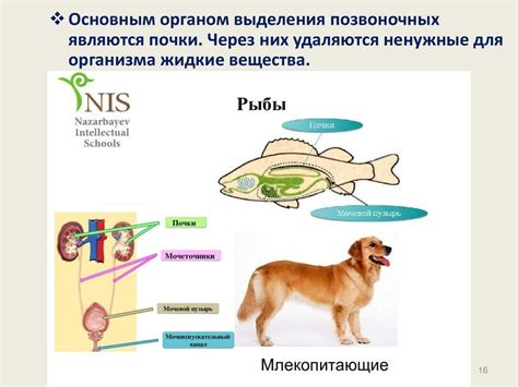 Выделение презентация онлайн