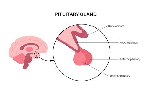 Anatomía De La Glándula Pituitaria Concepto De Sistema Endocrino
